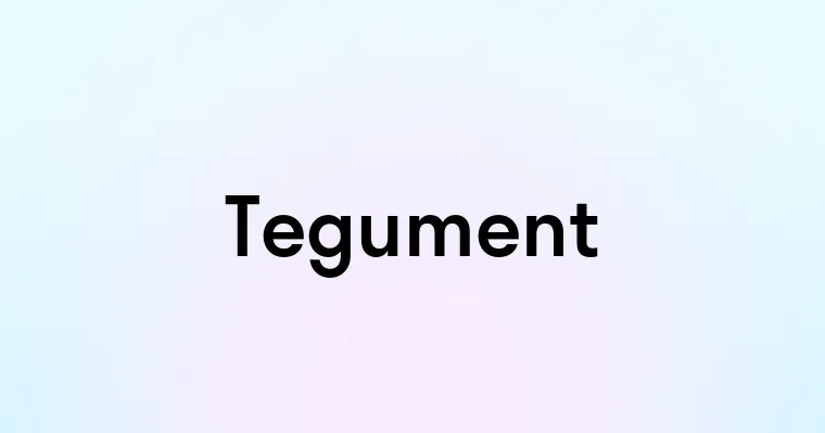 Tegument — перевод, транскрипция, произношение и примеры
