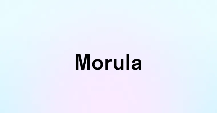 Morula — перевод, транскрипция, произношение и примеры