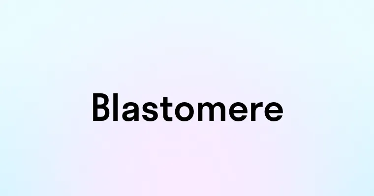 Blastomere — перевод, транскрипция, произношение и примеры