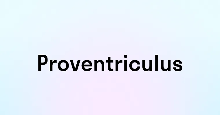 Proventriculus — перевод, транскрипция, произношение и примеры