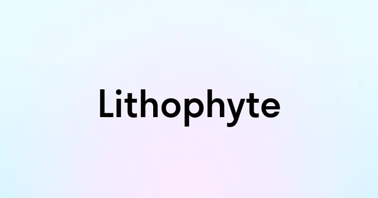 Lithophyte — перевод, транскрипция, произношение и примеры