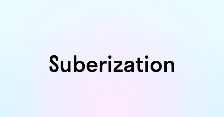 Suberization — перевод, транскрипция, произношение и примеры