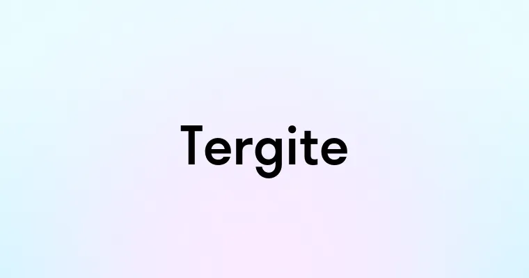 Tergite — перевод, транскрипция, произношение и примеры