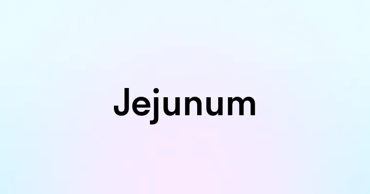 Jejunum — перевод, транскрипция, произношение и примеры