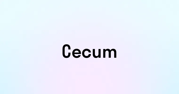 Cecum — перевод, транскрипция, произношение и примеры